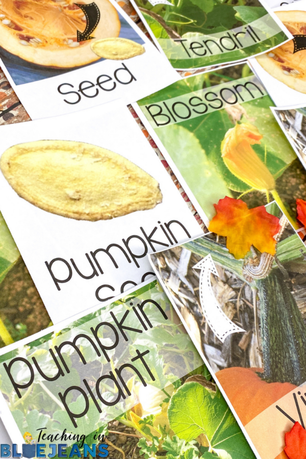 Pumpkin Science: States of Matter