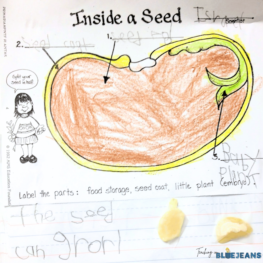 Exploring Seeds in the Classroom