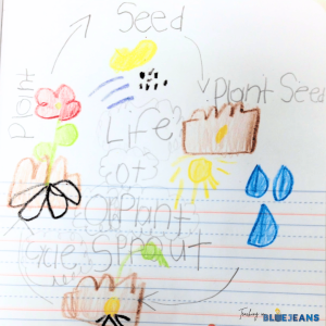 Exploring Seeds in the Classroom